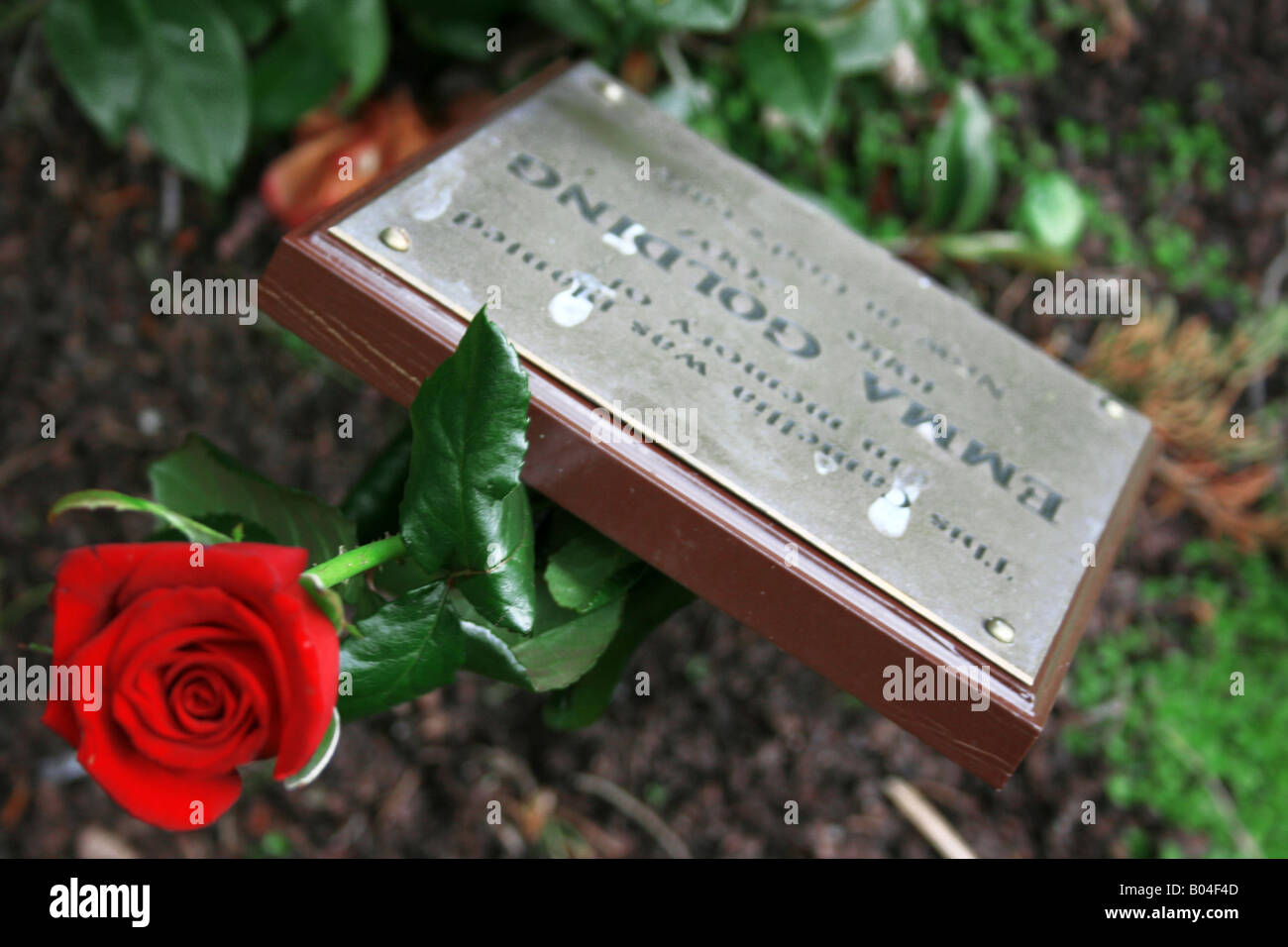 A red rose placed by a memorial Stock Photo - Alamy