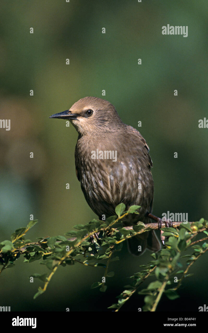 Starling uk eye hi-res stock photography and images - Alamy