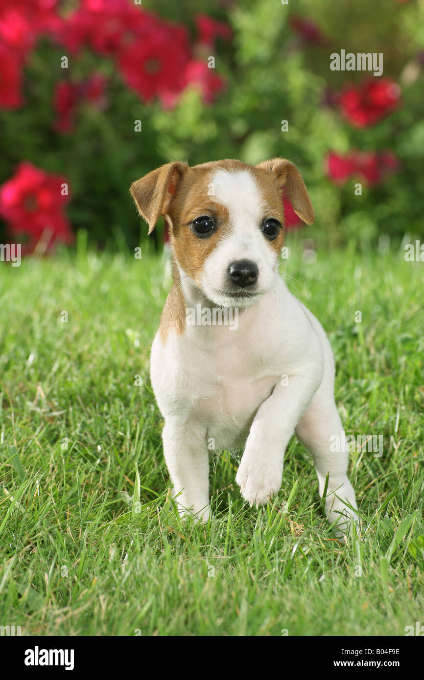 Jack Russell Terrier - puppy standing on meadow Stock Photo - Alamy