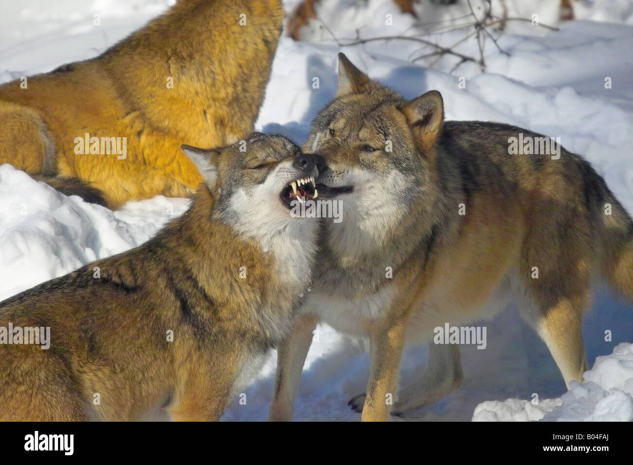 Grey wolves fighting in snow hi-res stock photography and images - Alamy
