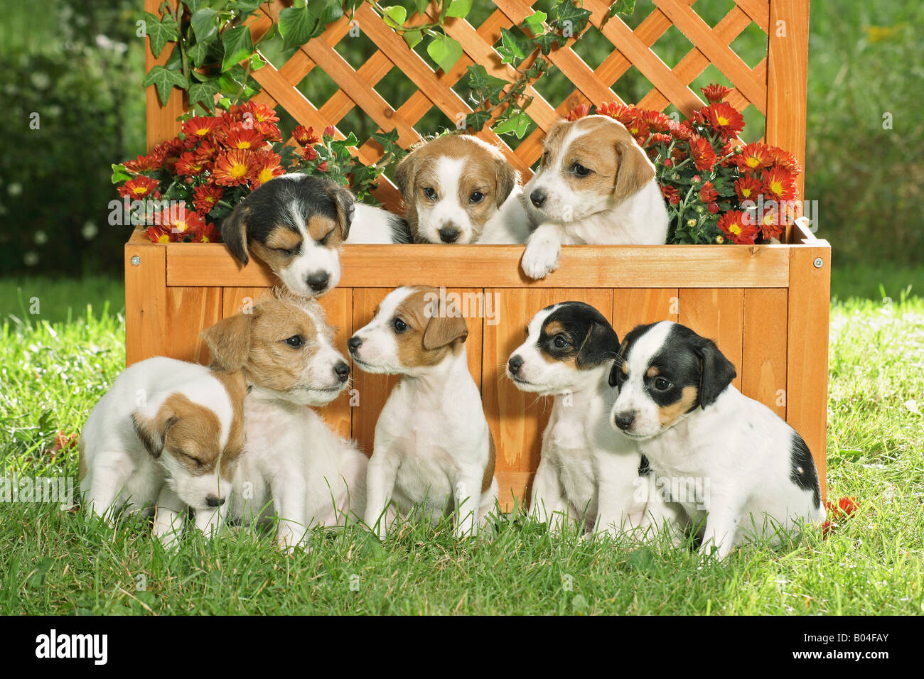 Jack Russell Terrier - eight puppies sitting in the garden Stock Photo ...