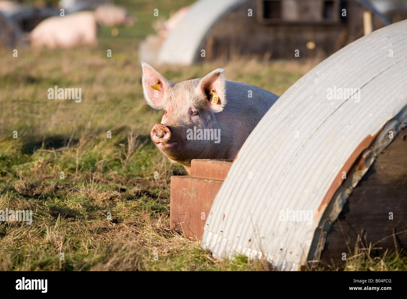 Suffolk pig farming hi-res stock photography and images - Alamy
