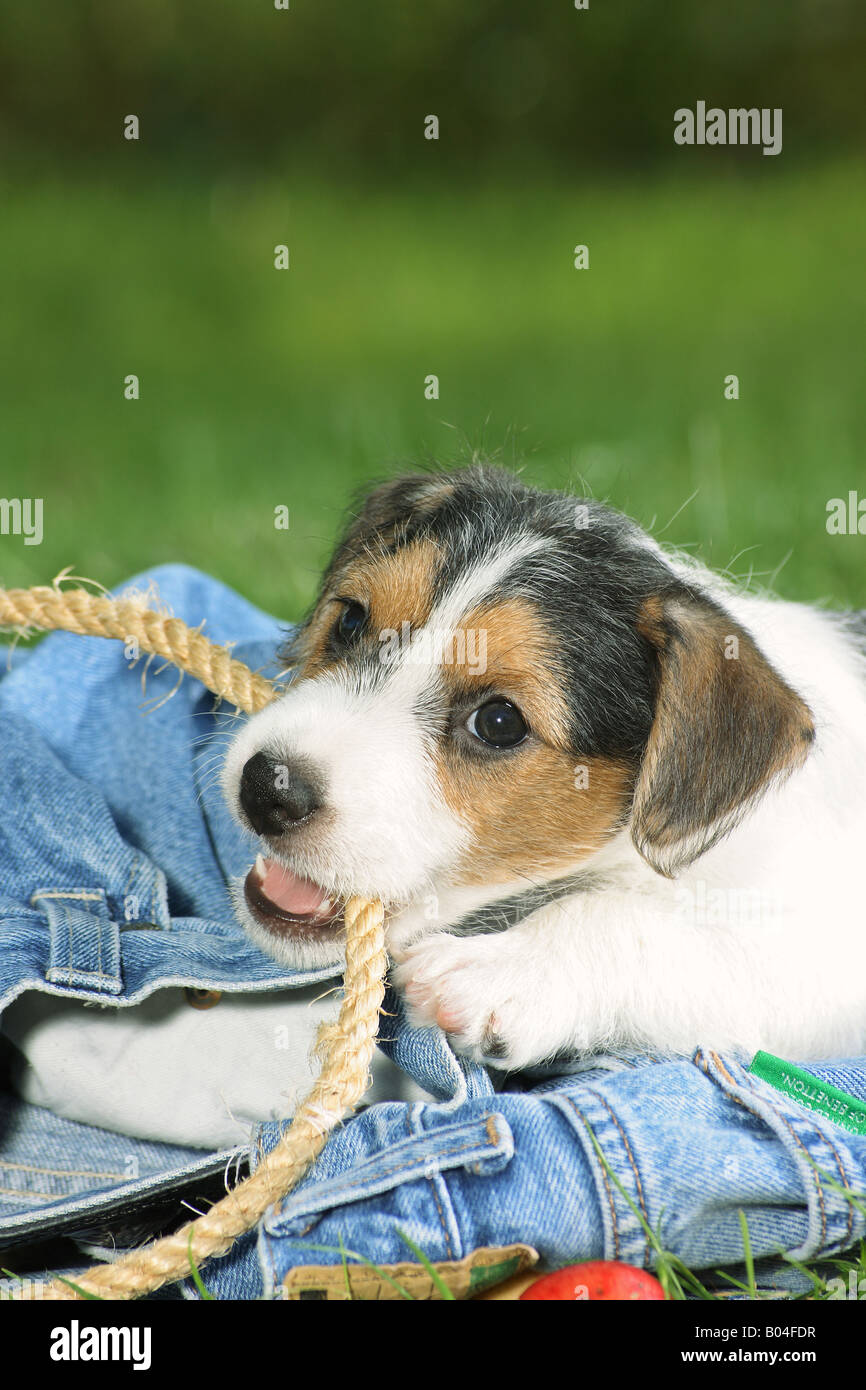 Jack russell terrier puppy rope hi-res stock photography and images - Alamy