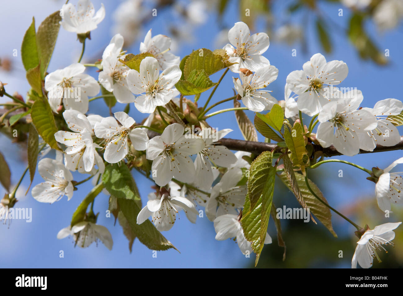 Cherry blossom in spring Stock Photo - Alamy