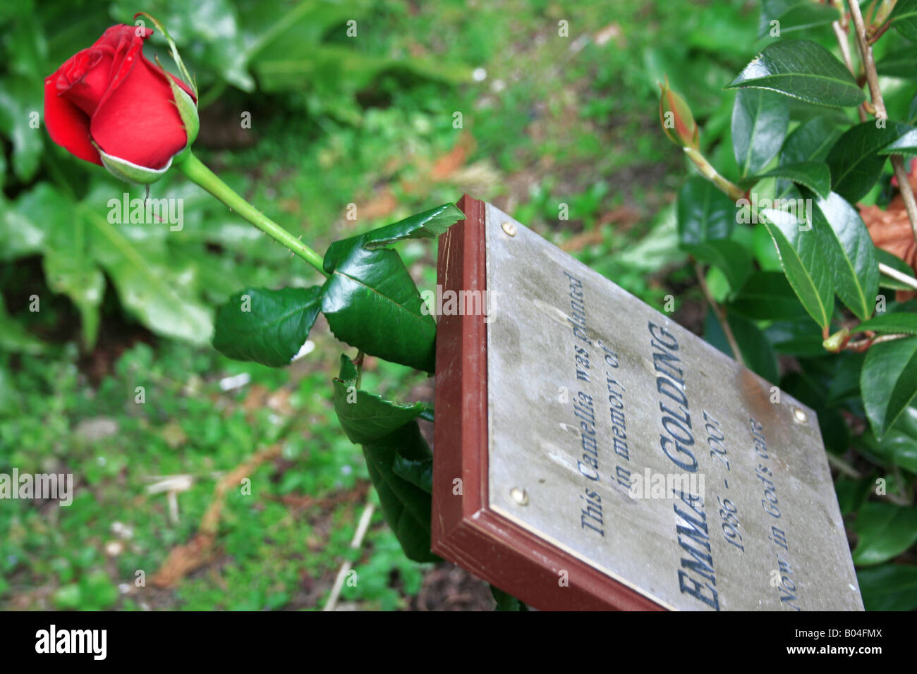 A red rose by a memorial Stock Photo - Alamy