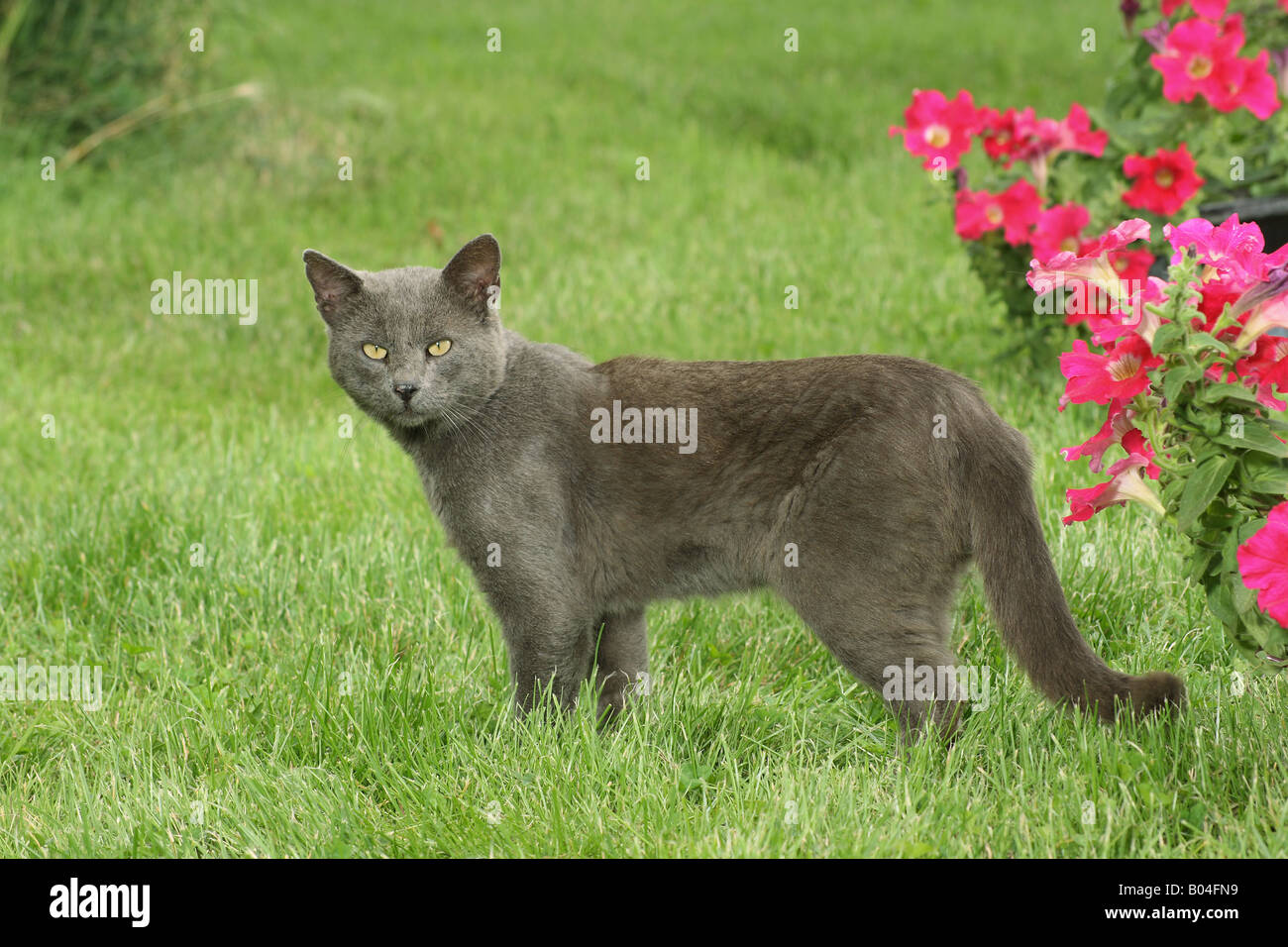Carthusian cat - standing on meadow Stock Photo - Alamy