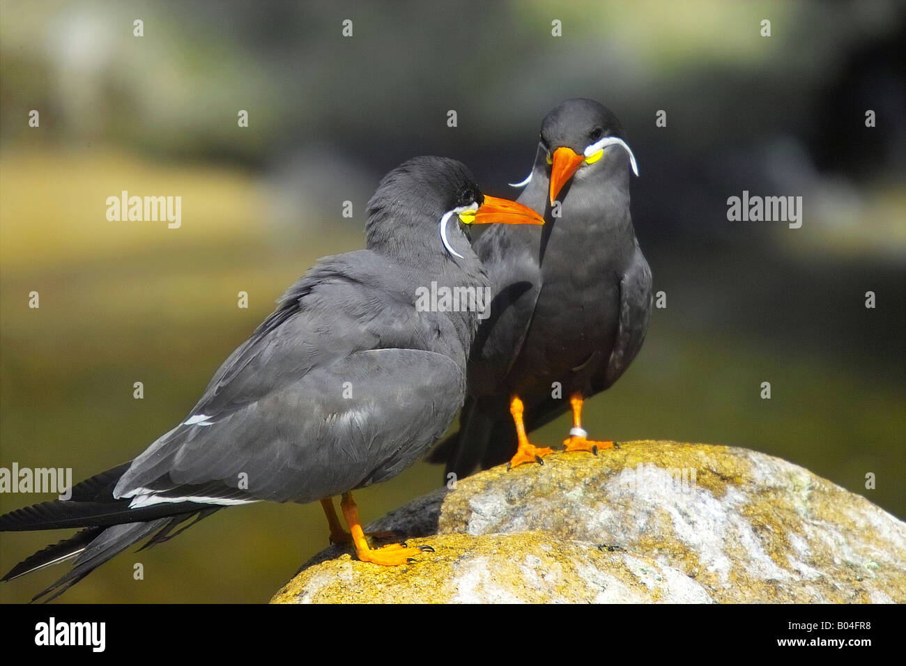 two Inca terns / Larosterna inca Stock Photo - Alamy