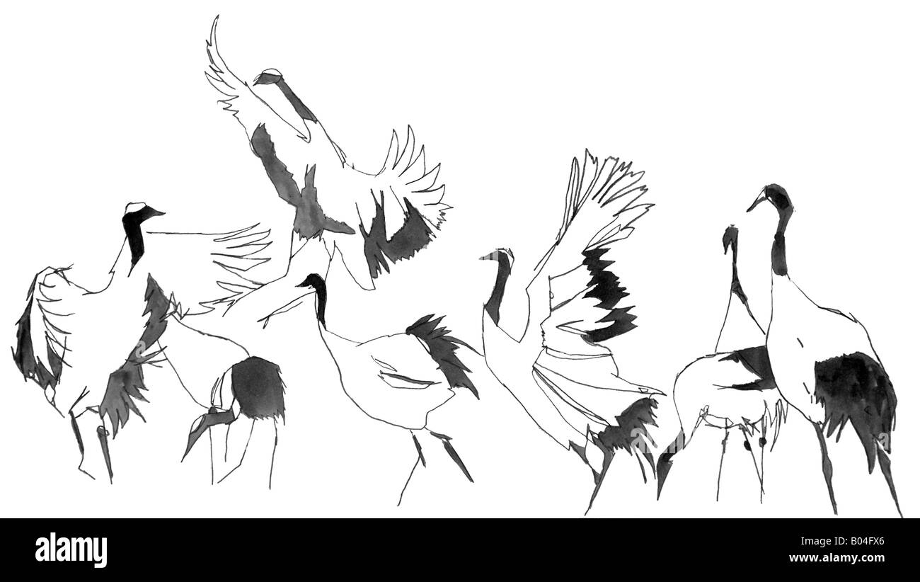 Hand drawn, pan and ink image of Cranes dancing Stock Photo - Alamy