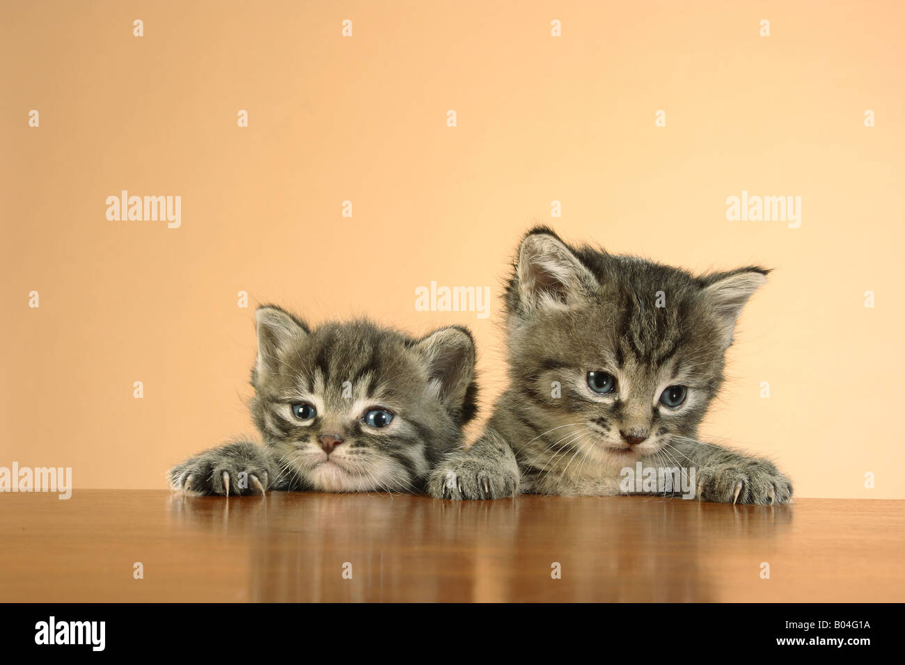 two kittens - head and paws on edge of table Stock Photo - Alamy