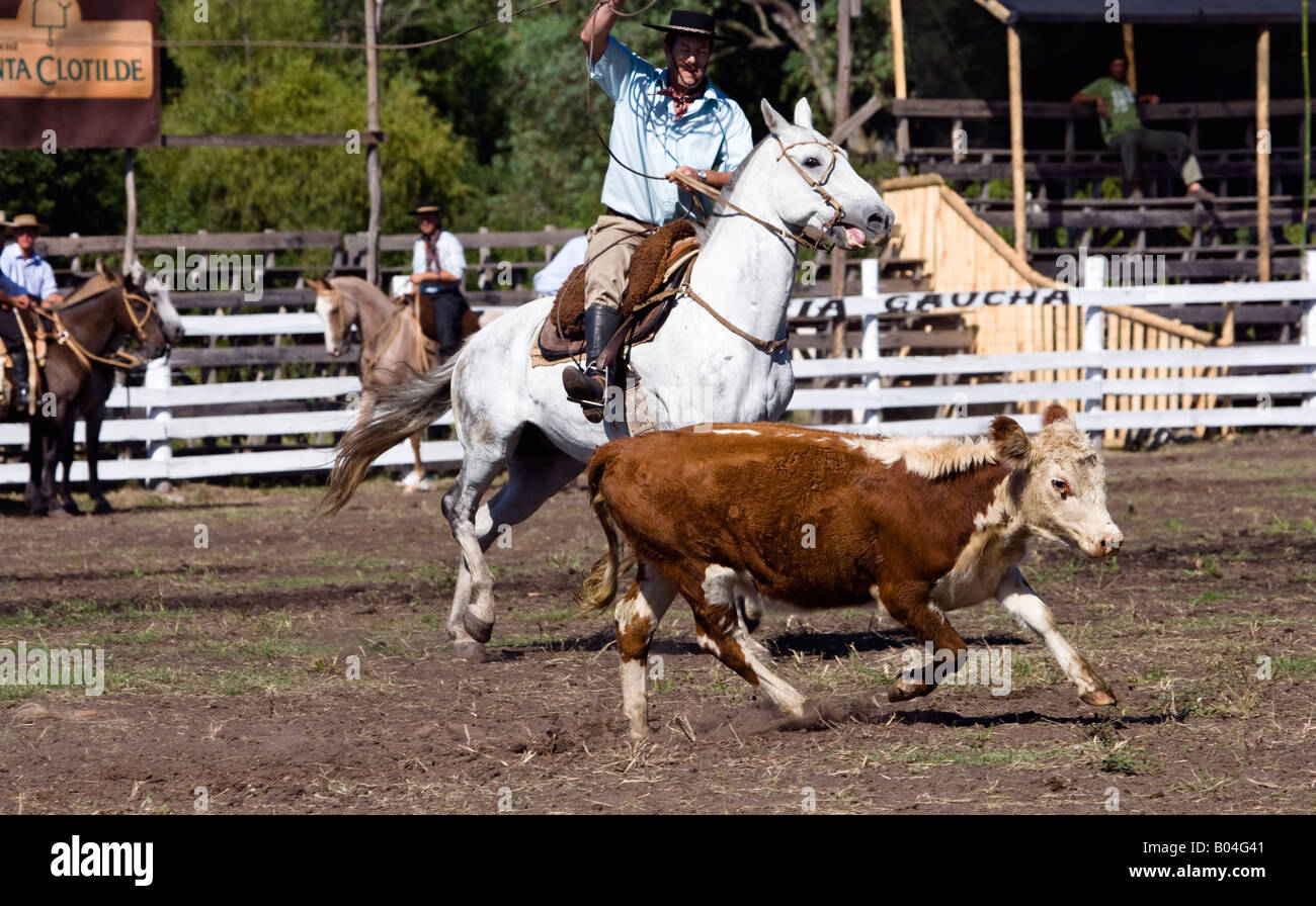 Cattle Herding Competition High Resolution Stock Photography and Images ...