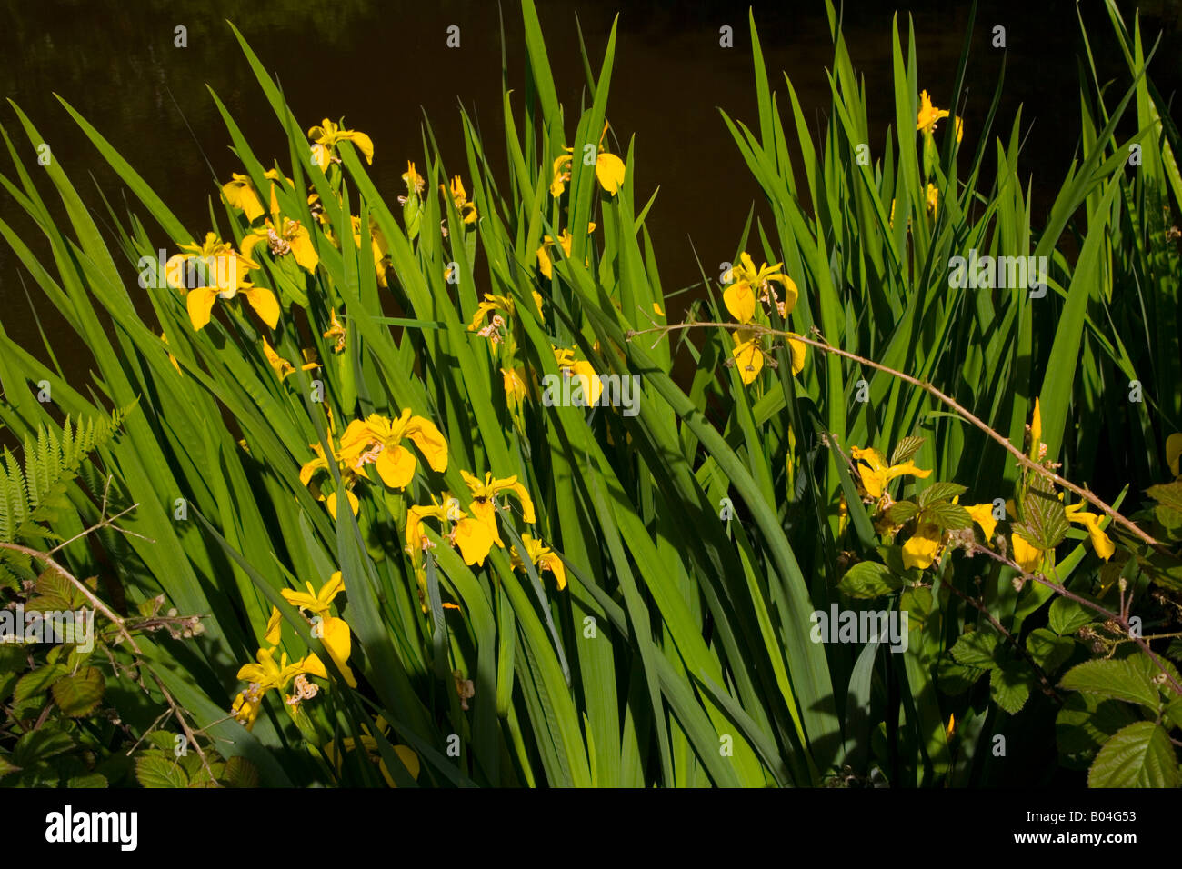 Etherow country park hi-res stock photography and images - Alamy