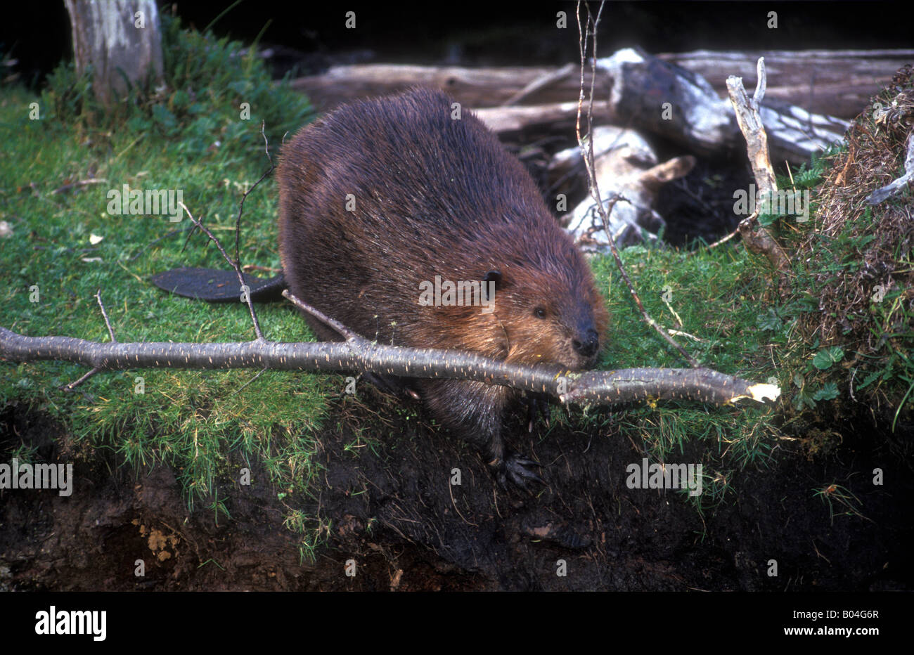 Especie argentina hi-res stock photography and images - Alamy