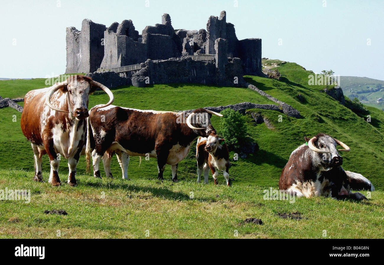 Carreg Cennen Castle and longhorn cattle which the owners breed at the ...
