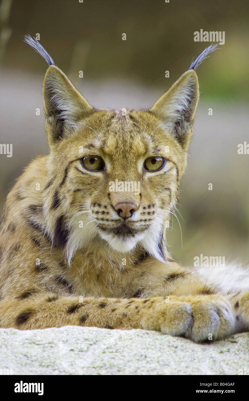 lynx - lying / Lynx lynx Stock Photo - Alamy