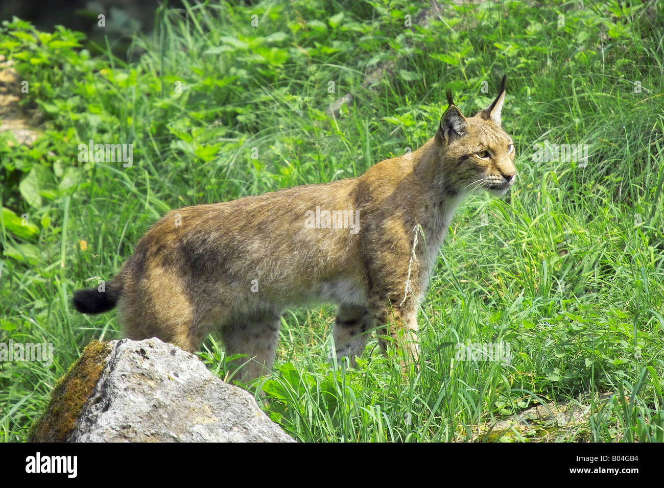lynx - standing on meadow / Lynx lynx Stock Photo - Alamy