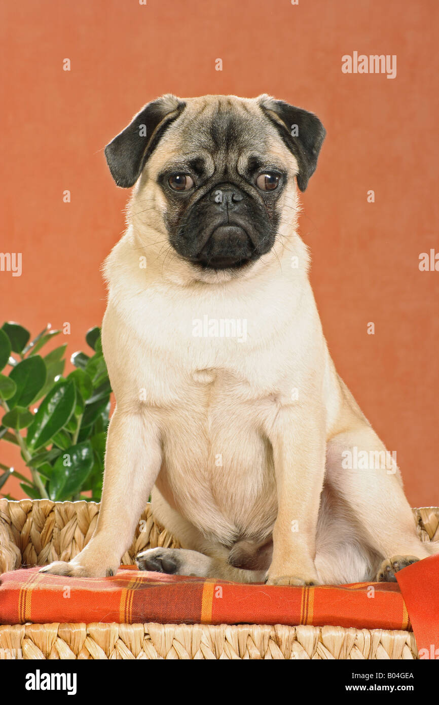 pug - sitting on sofa Stock Photo - Alamy
