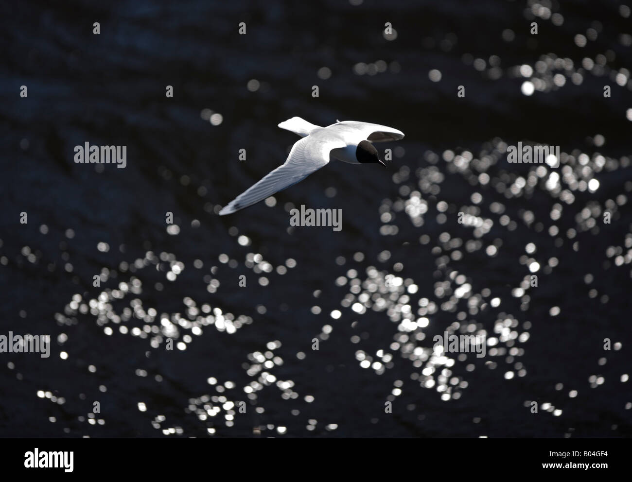 Black-headed gull flying , Finland Stock Photo - Alamy