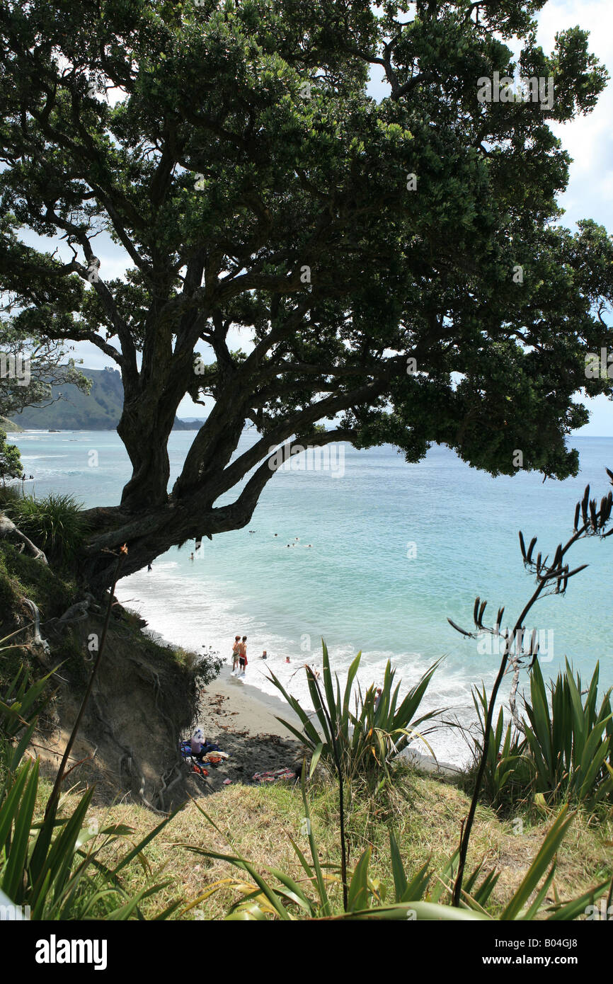 Cape Rodney marine reserve at Goat Island North Island New Zealand ...