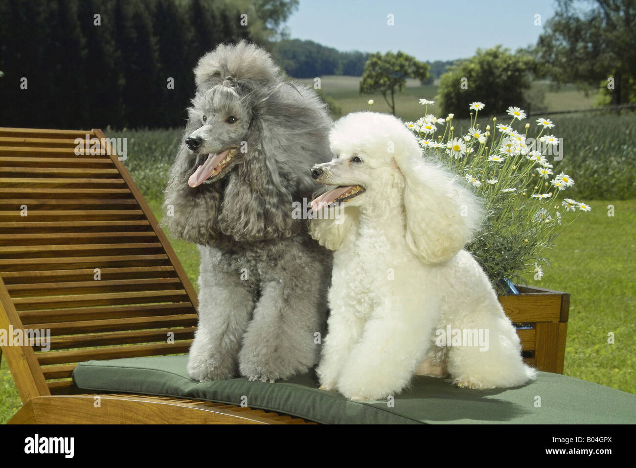 Standard poodle and miniature poodle - standing on deck chair Stock ...
