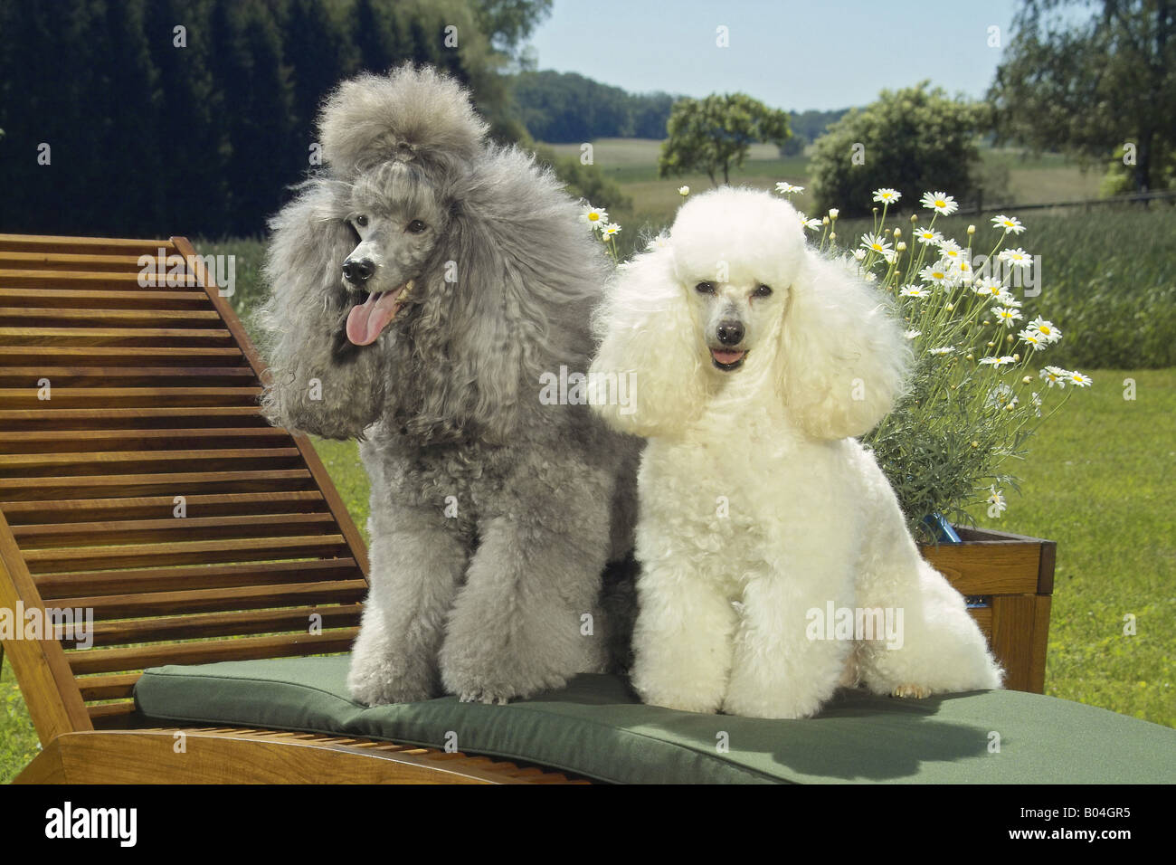 Standard poodle and miniature poodle - sitting on deck chair Stock ...
