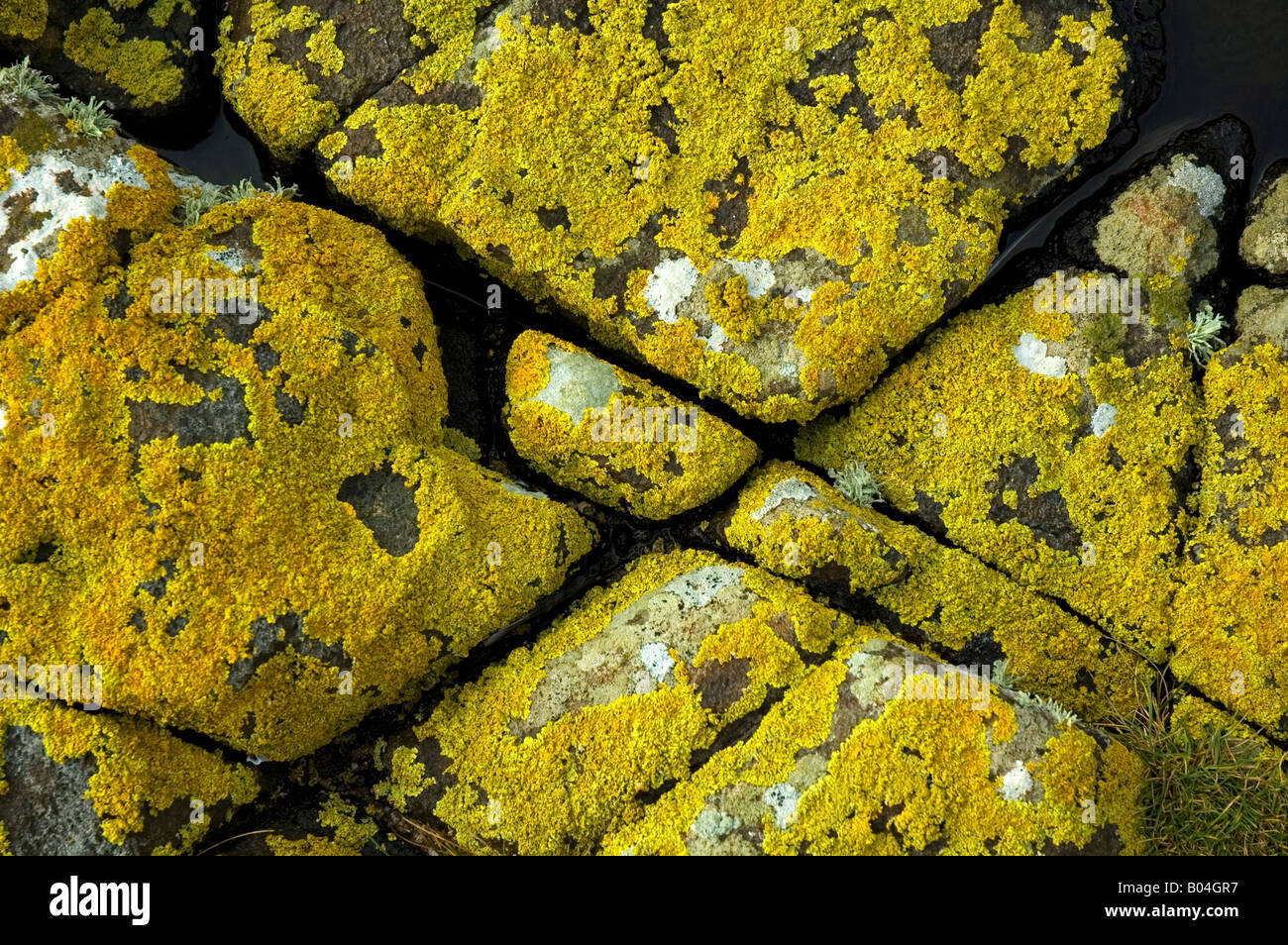 Yellow lichen on rocks, Isle of Skye, Scotland UK Stock Photo - Alamy