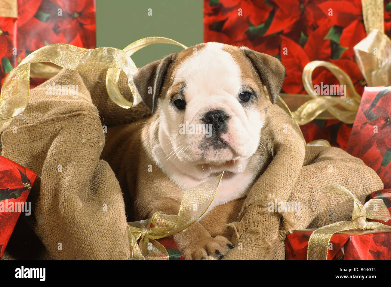 Christmas puppies english bulldog hi-res stock photography and images ...