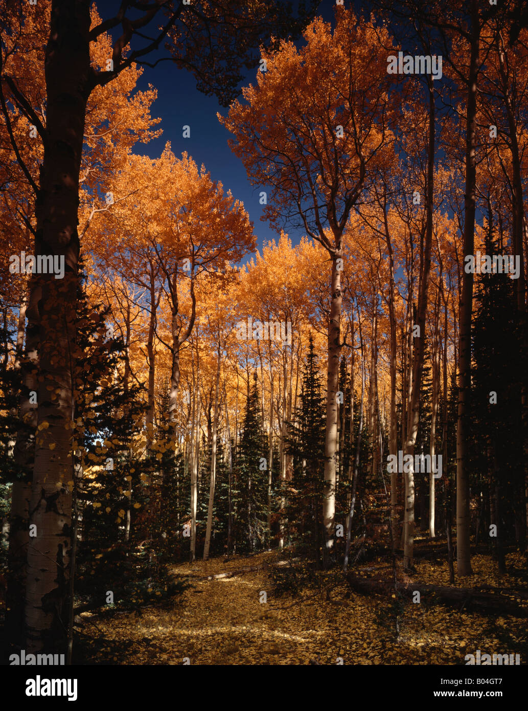 Aspen trees dixie national forest hi-res stock photography and images ...