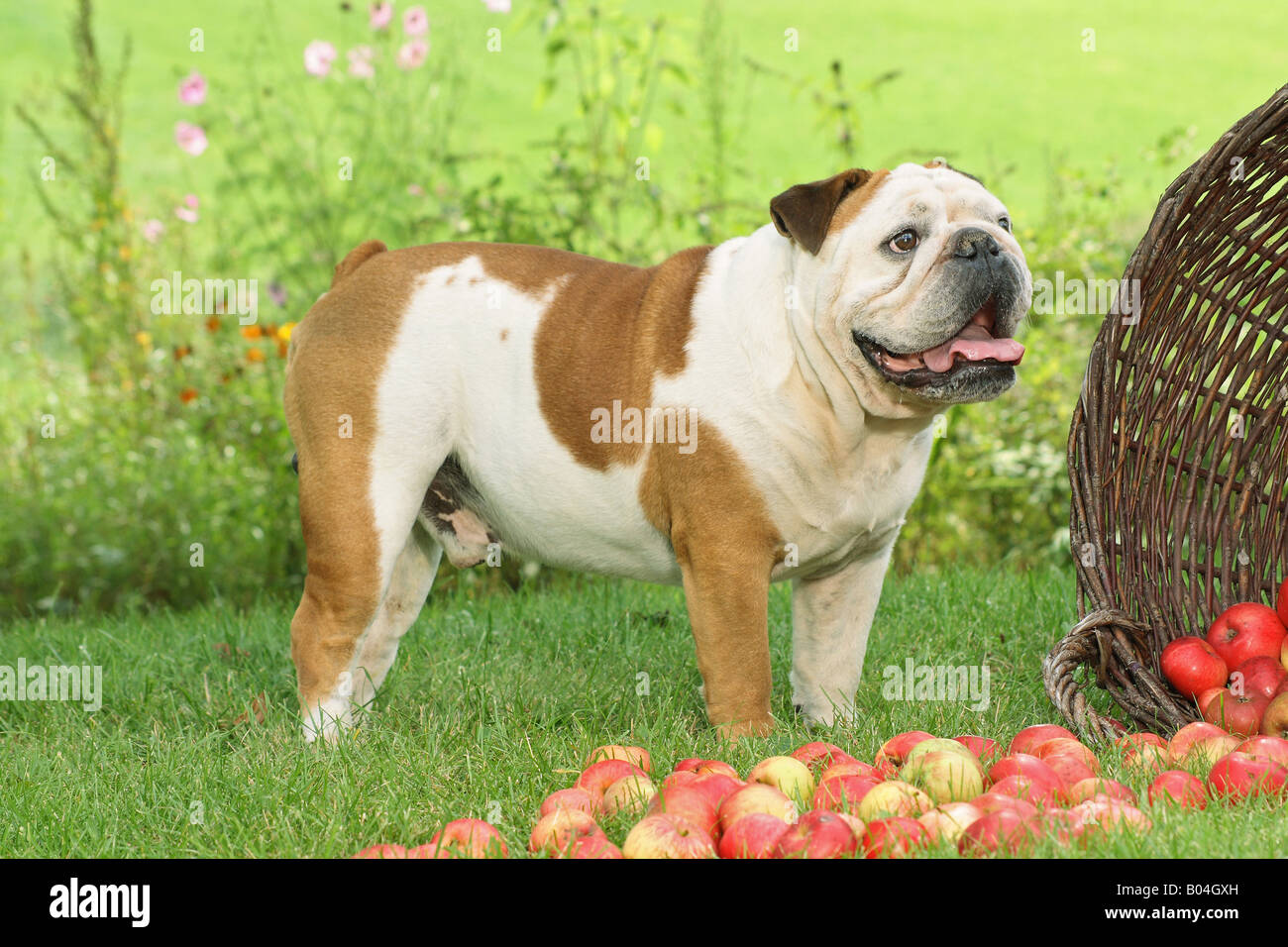 English Bulldog - standing on meadow Stock Photo - Alamy