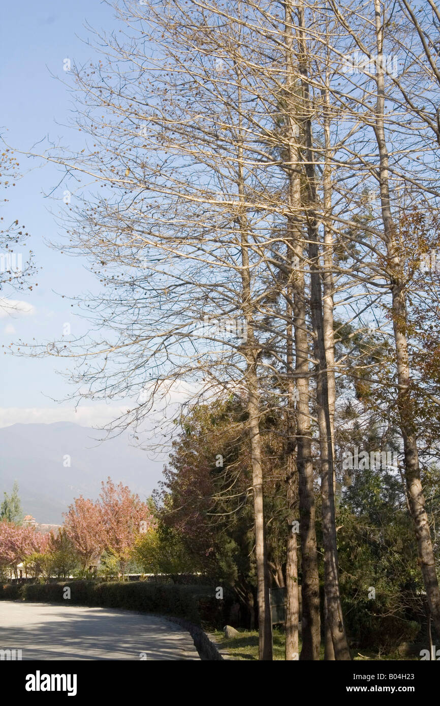 Beautiful scene of winter in Dali, Yunnan China Stock Photo - Alamy