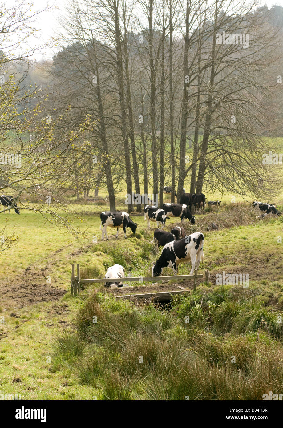 Friesian cattle grazing Stock Photo - Alamy