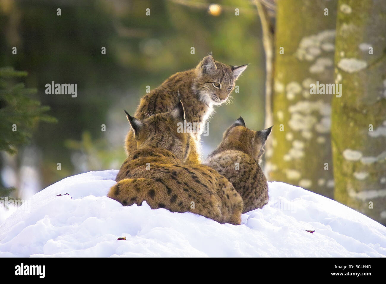 lynx and cubs in snow / Lynx lynx Stock Photo - Alamy