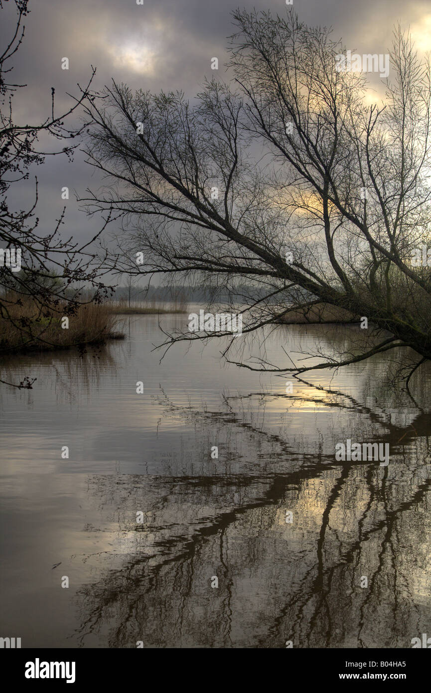 Early morning landscape along the river Nieuwe Merwede, Biesbosch NP ...