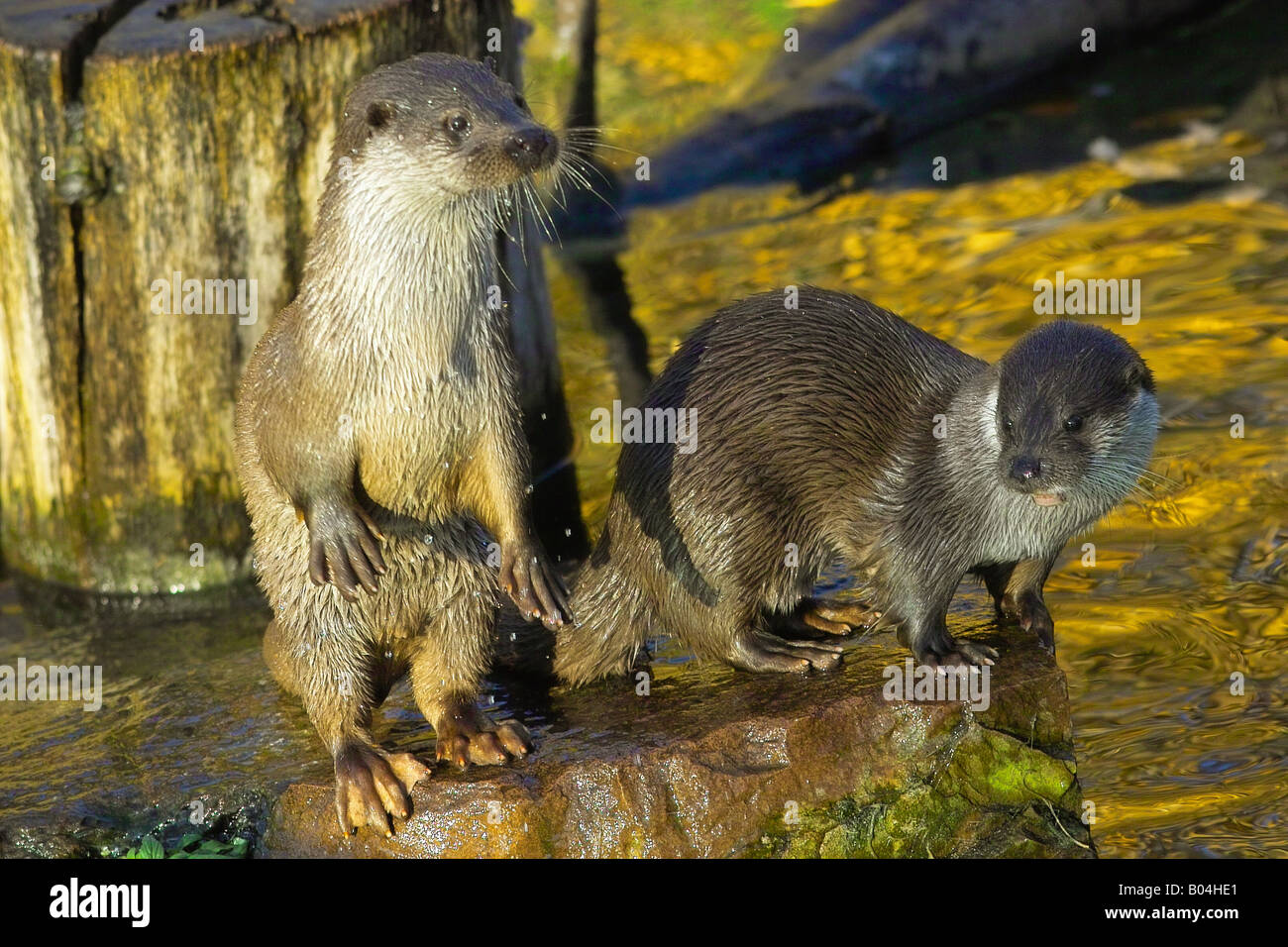 two Eurasian otters / Lutra lutra Stock Photo - Alamy