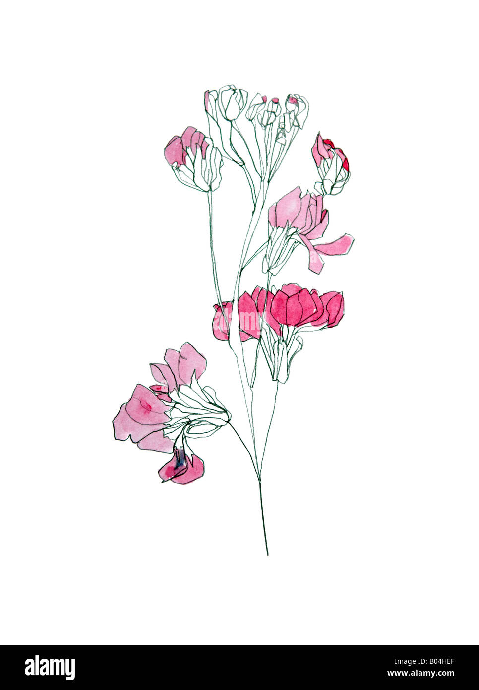 Hand drawn, pen and ink image of pink flowers Stock Photo - Alamy