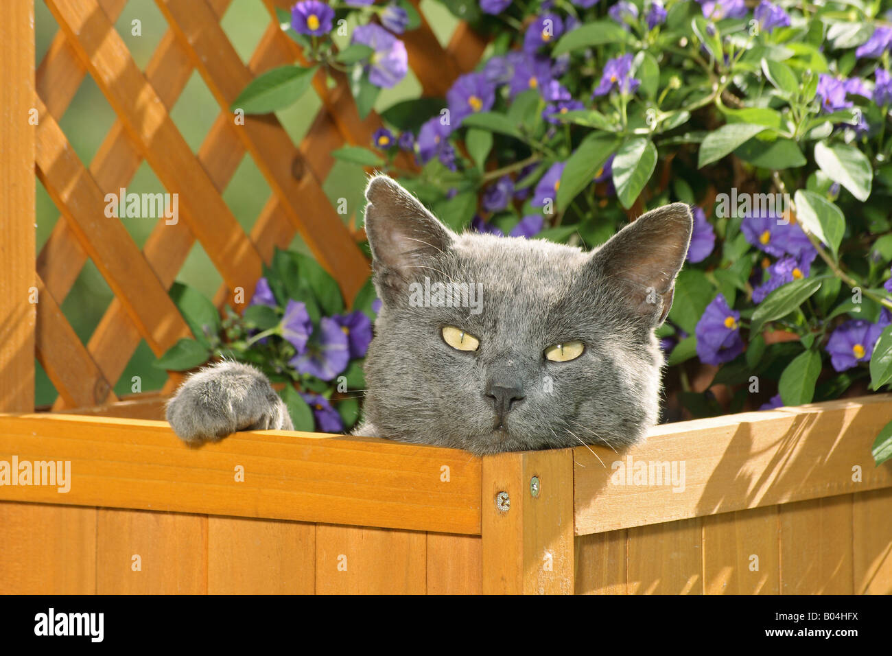 Carthusian cat in flower box Stock Photo - Alamy