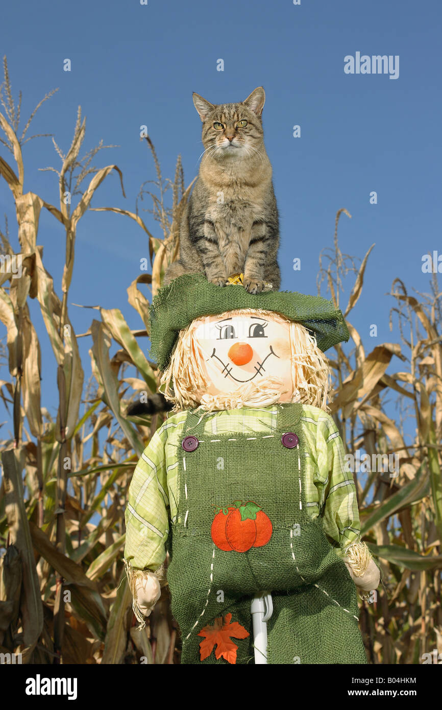 Scarecrow Cat