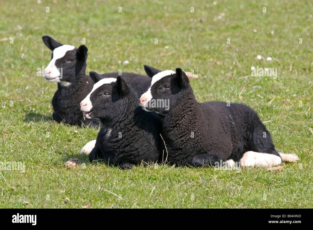 Three zwartbles lambs laying in field Stock Photo - Alamy