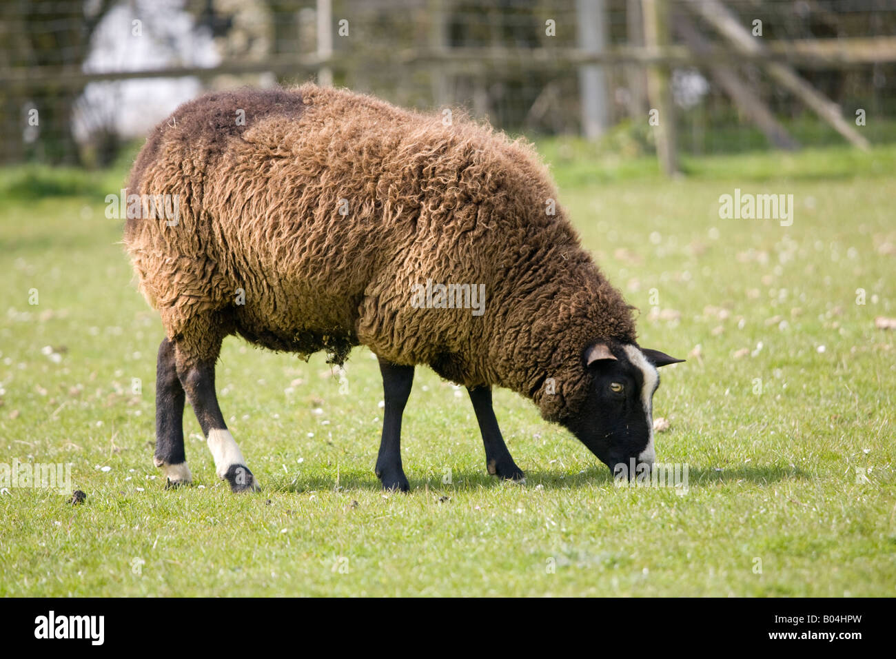 Zwartbles sheep hi-res stock photography and images - Alamy