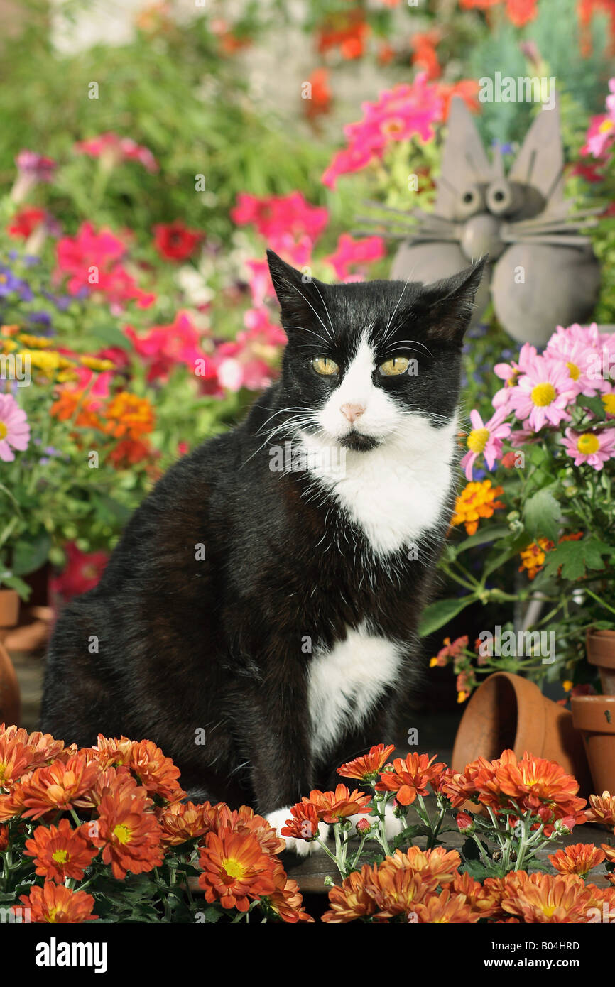 black white domestic cat in between flowers Stock Photo - Alamy