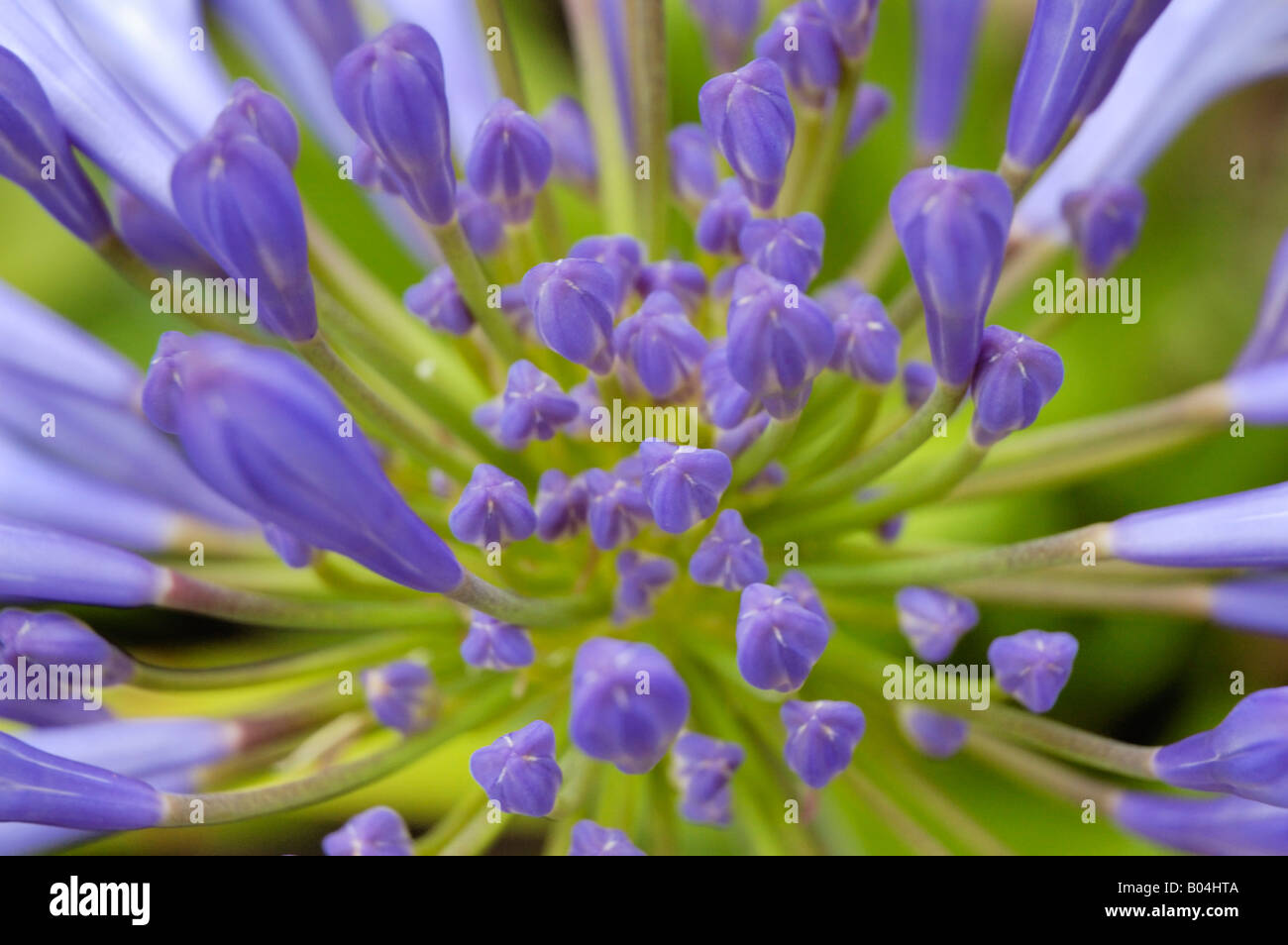 Agapanthus ("Lily of the Nile Stock Photo - Alamy