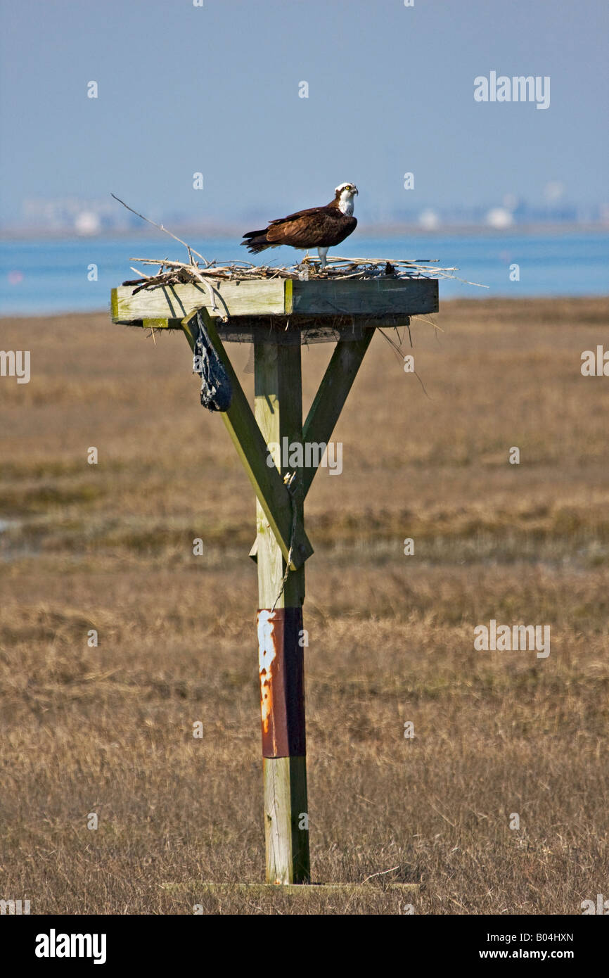 Osprey platform hi-res stock photography and images - Alamy