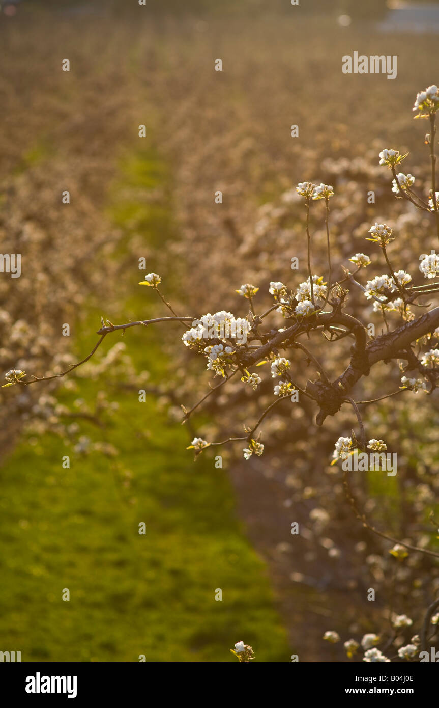 Cherry trees in bloom in Hood River Oregon Stock Photo - Alamy