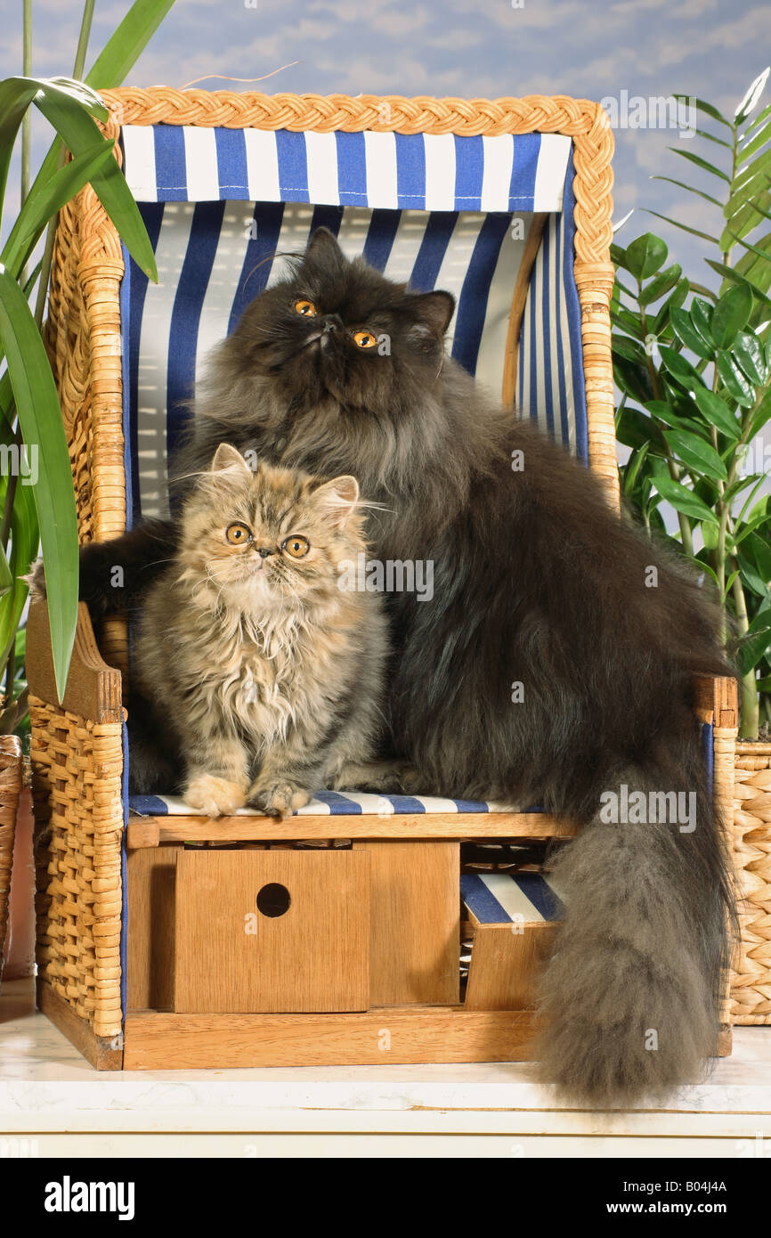 Chair cats chair cats hi-res stock photography and images - Alamy