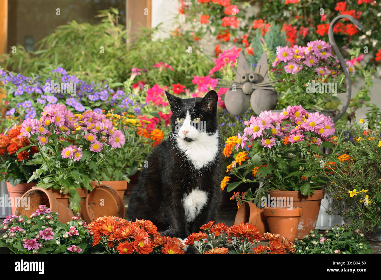 black white domestic cat in between flowers Stock Photo - Alamy