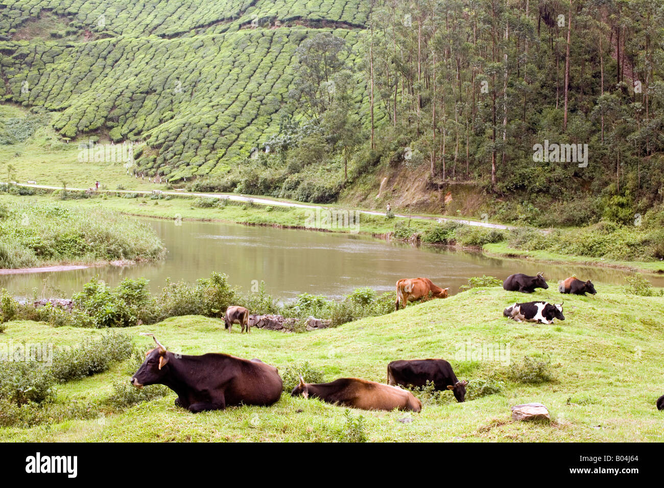 Altitude pastures hi-res stock photography and images - Alamy