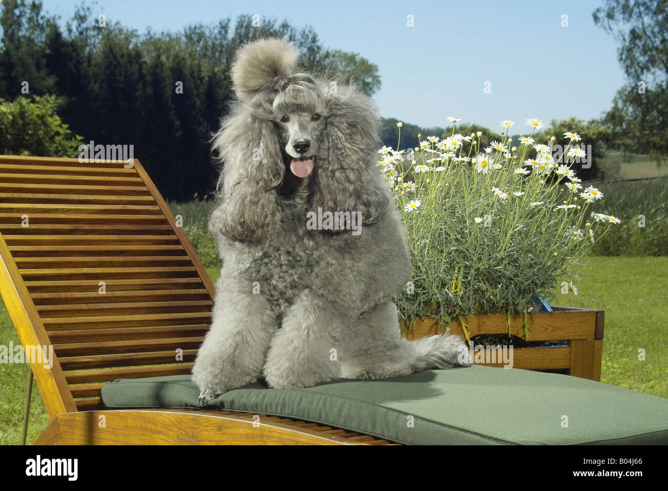 Standard poodle - sitting on deck chair Stock Photo - Alamy