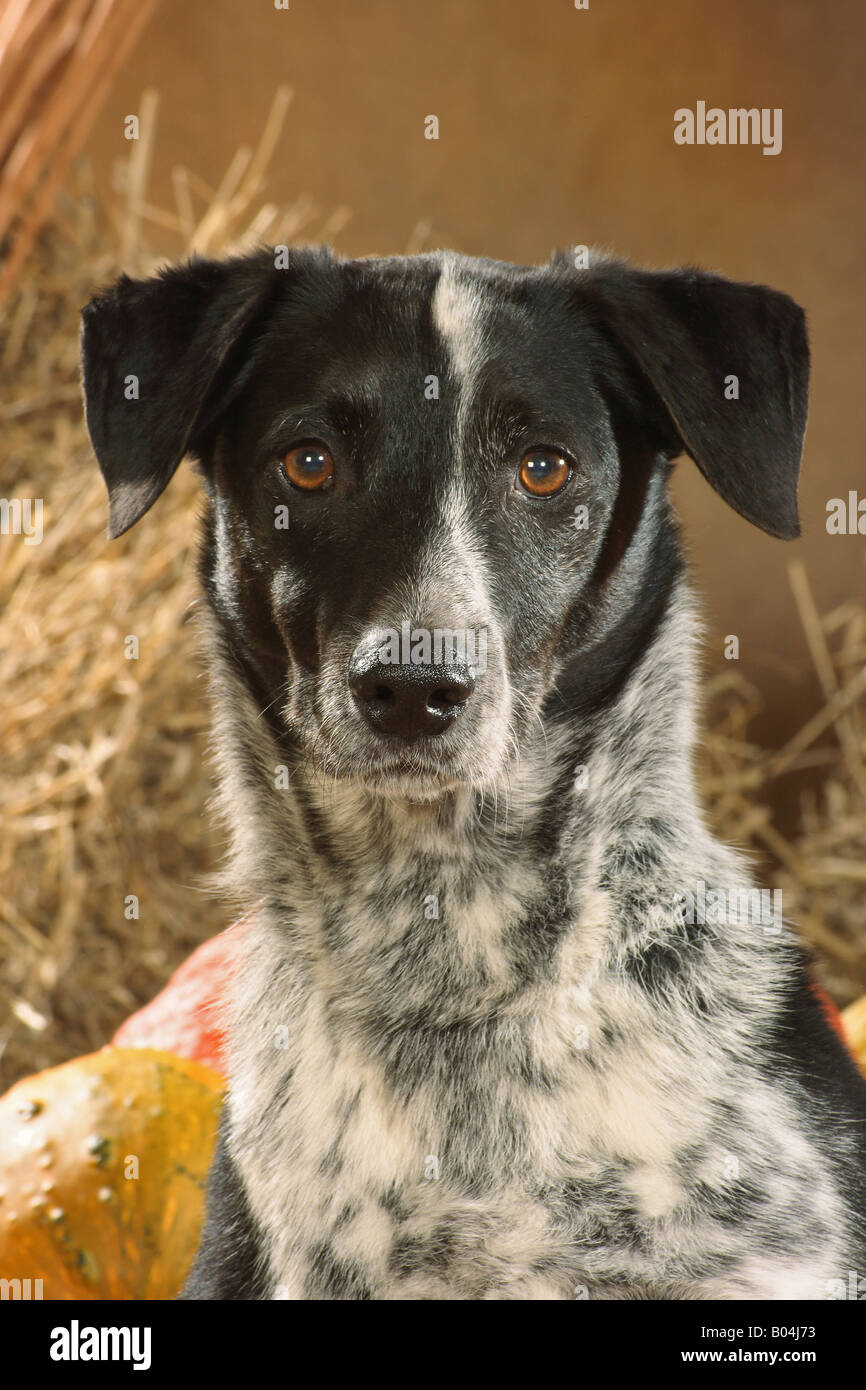 half breed dog - portrait Stock Photo - Alamy