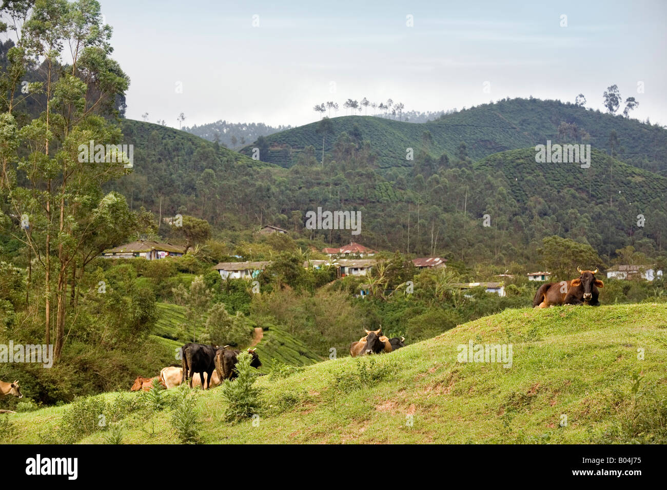 Cows in high altitude meadow and pasture land surrounded by sprawling ...