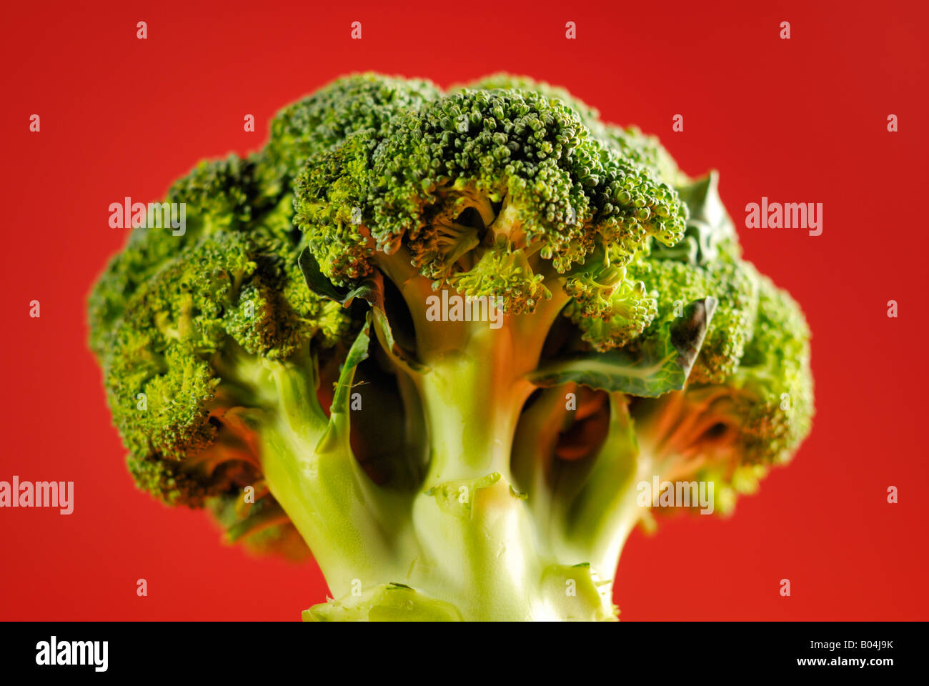 Broccoli brassica oleracea hi-res stock photography and images - Alamy