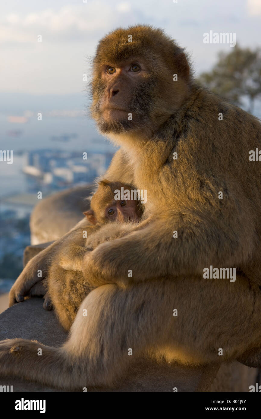 Female Barbary Macaque (aka Barbary Ape), Macaca sylvanus, grooming her ...
